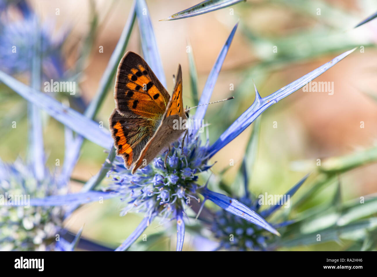 Small Copper Butterfly (Lycaena phlaeas Stock Photo - Alamy