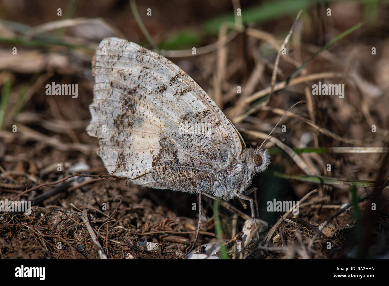Tree Grayling butterfly (Hipparchia statilinus Stock Photo - Alamy