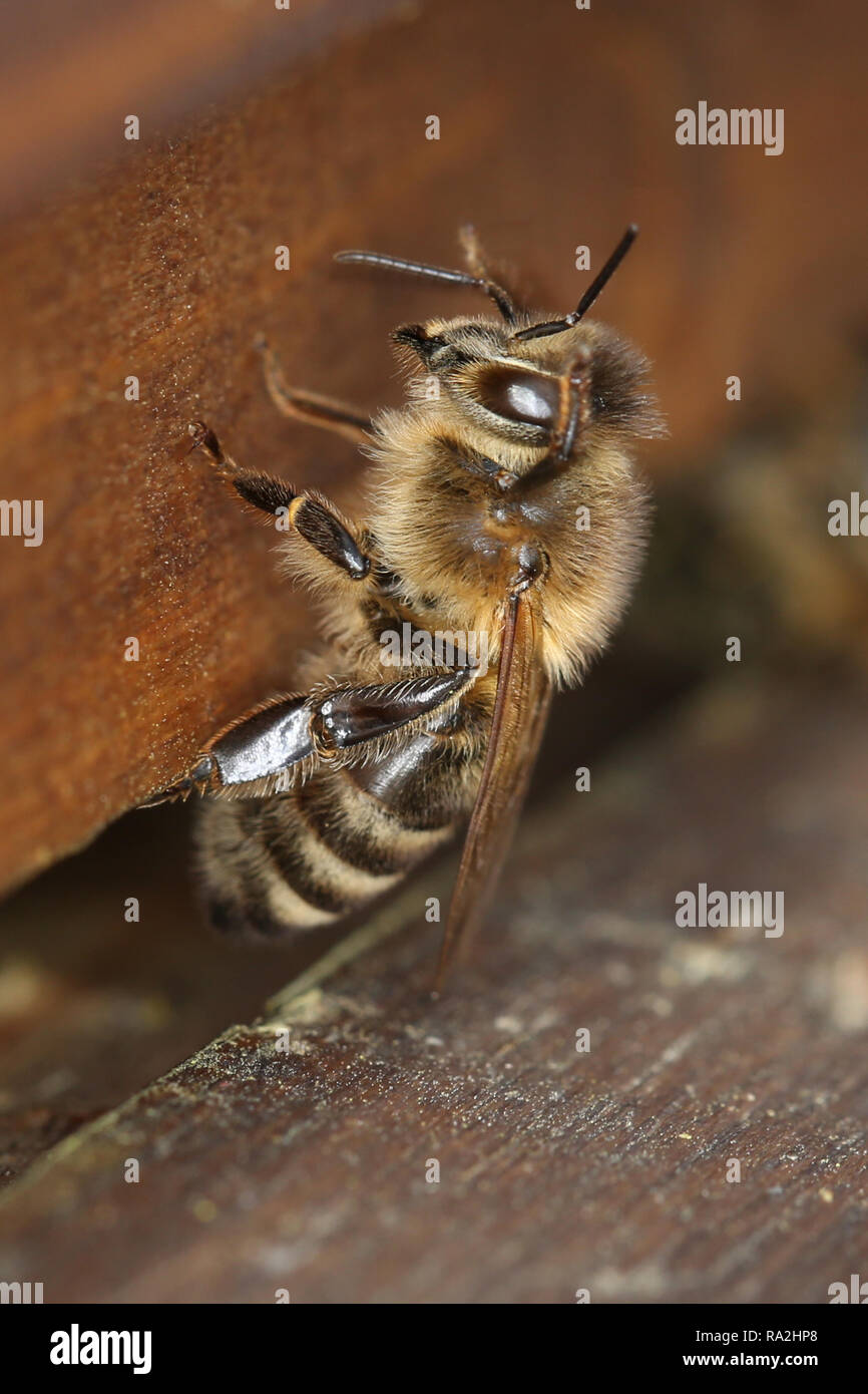 Honigbiene hi-res stock photography and images - Alamy