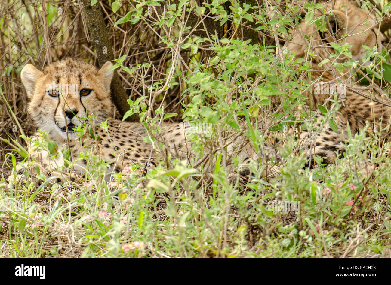 Cheetah Camouflage High Resolution Stock Photography and Images - Alamy
