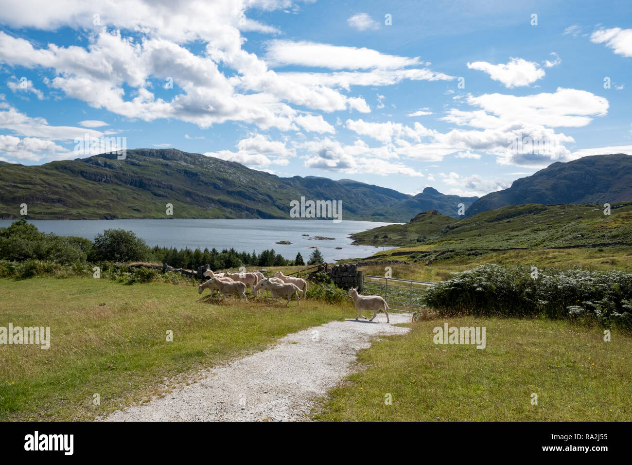 Scottish lochs and mountains hi-res stock photography and images - Alamy