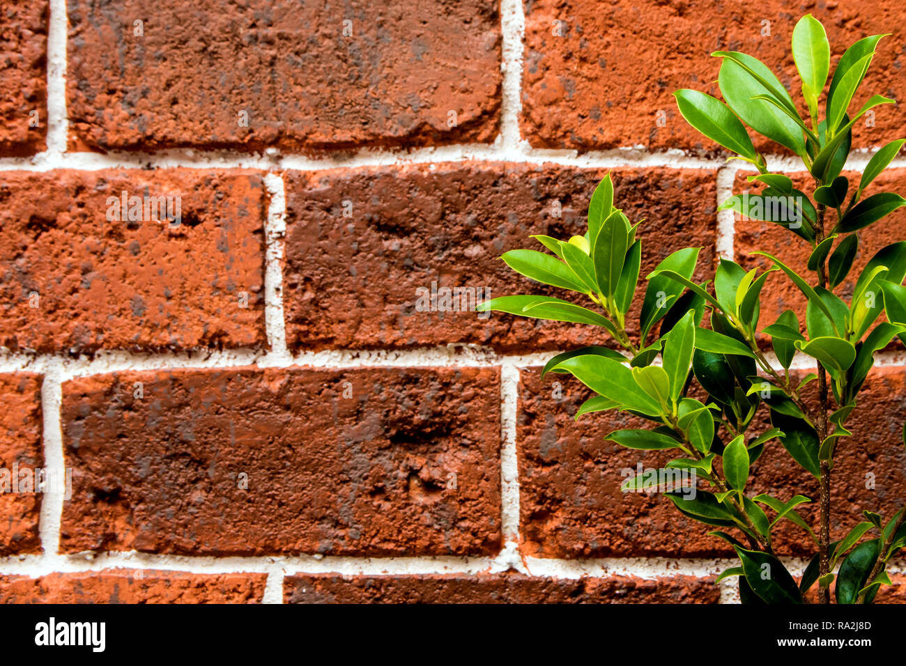 Ornamental plant on the red brick wall Stock Photo - Alamy