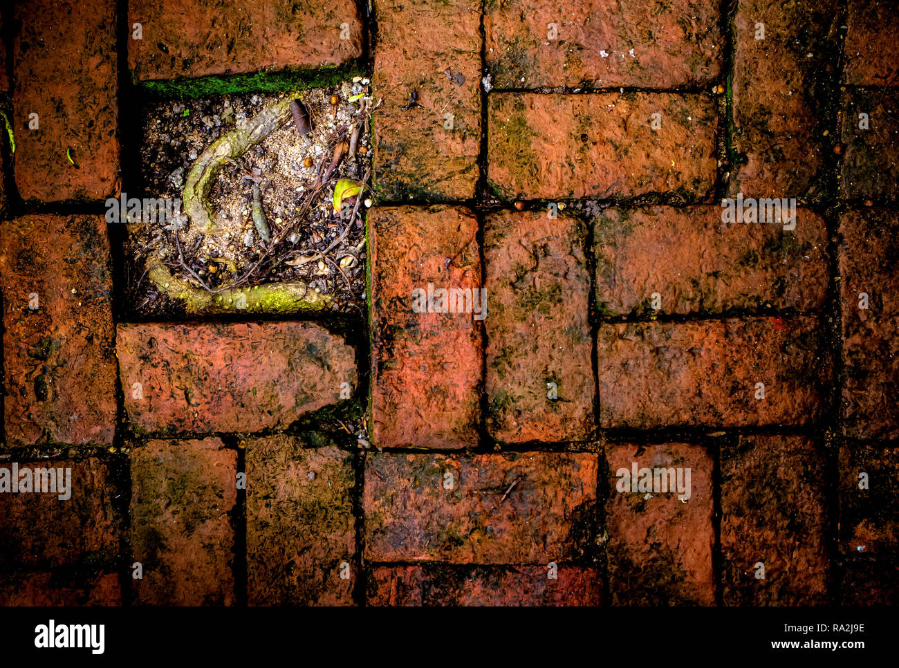Root pattern street hi-res stock photography and images - Alamy
