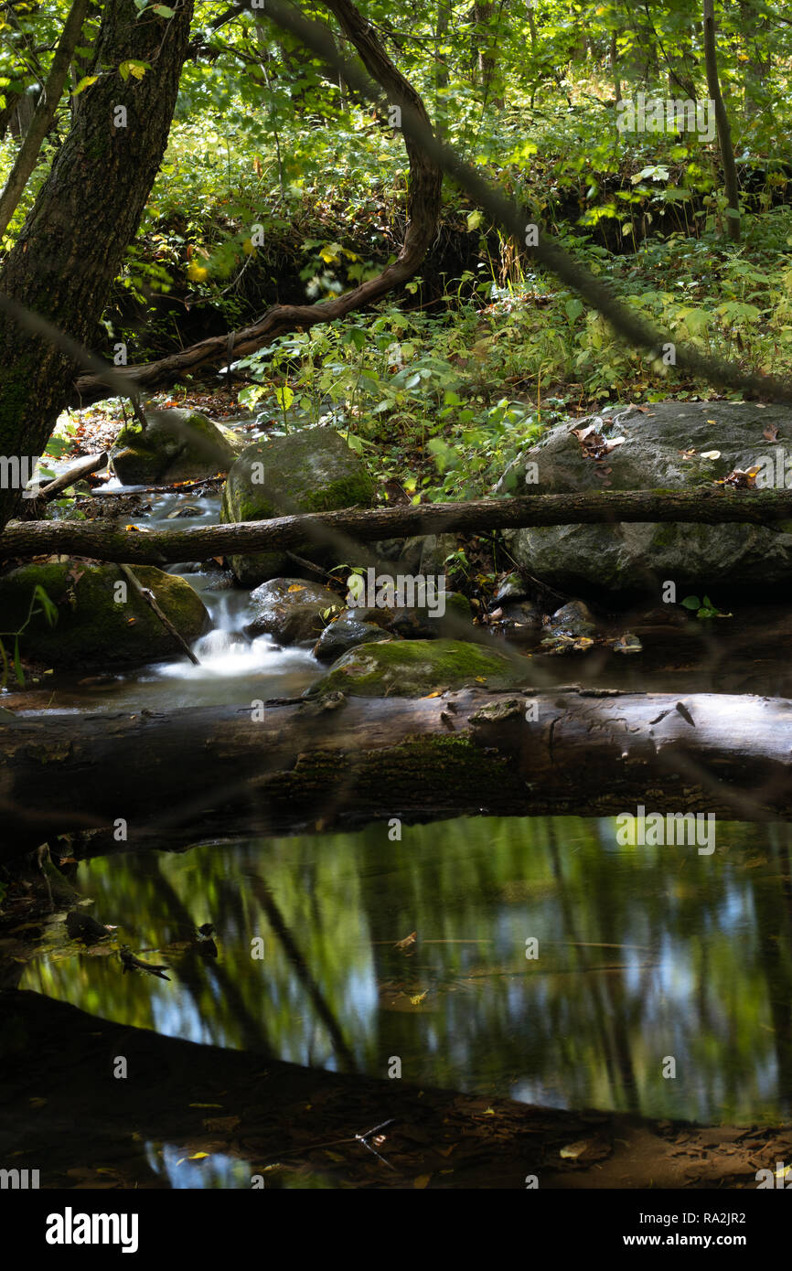 Small Stream in the Woods Stock Photo - Alamy