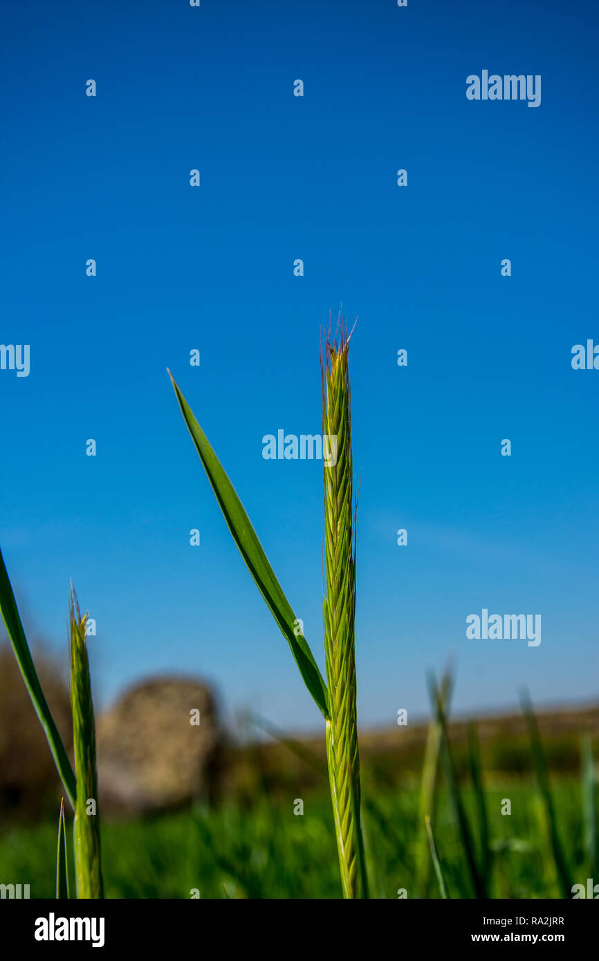 Triticale plant hi-res stock photography and images - Alamy