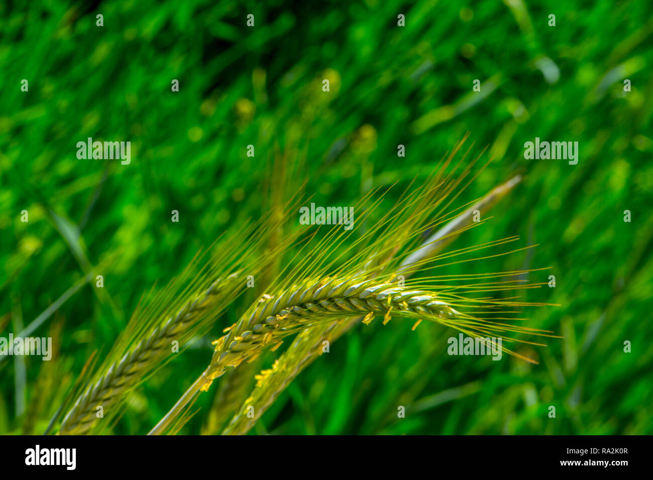 Hybrid Of Wheat And Rye High Resolution Stock Photography and Images ...