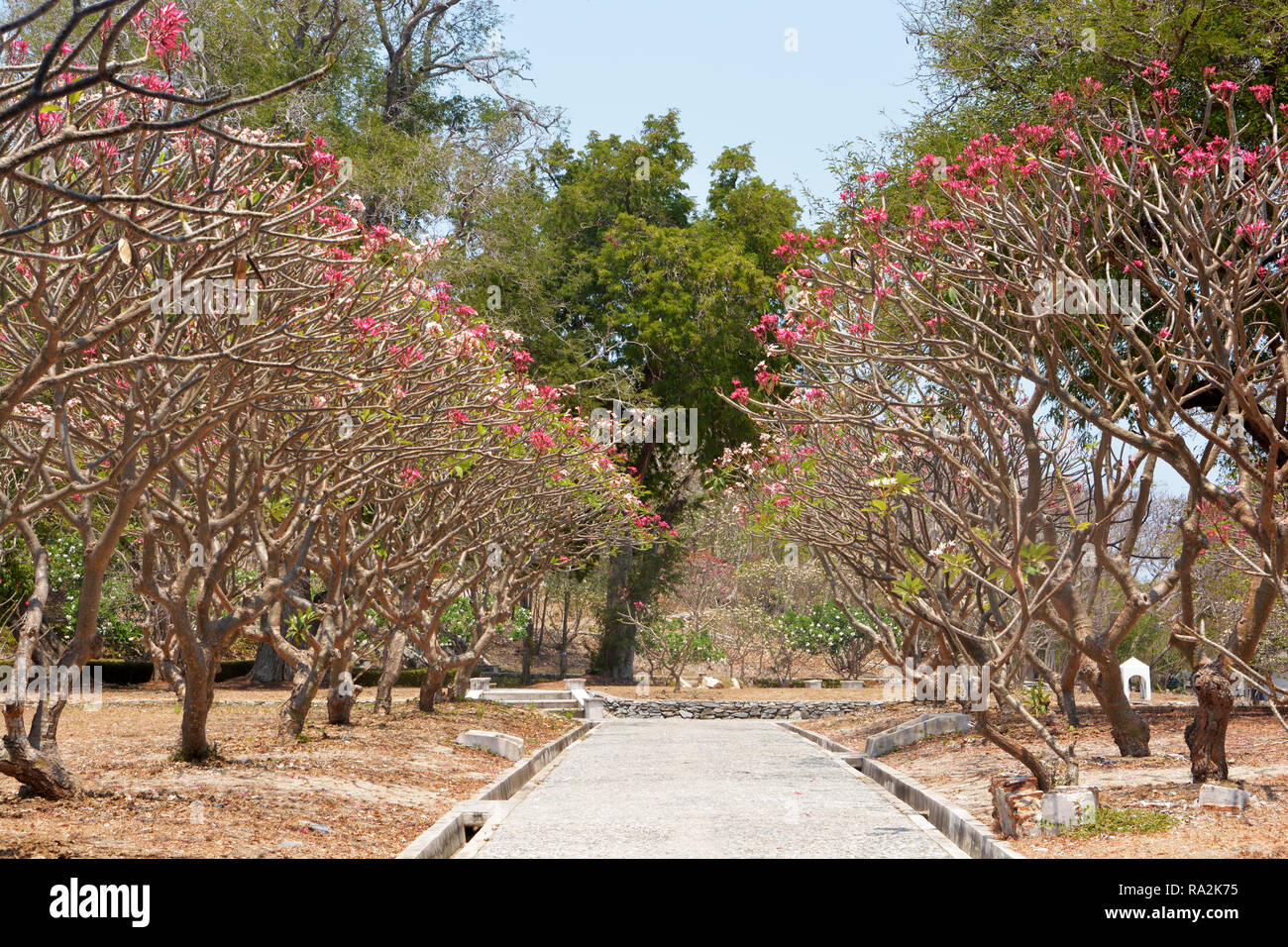 Romantic walkway under plumeria tree, Si Chang island, Thailand Stock ...