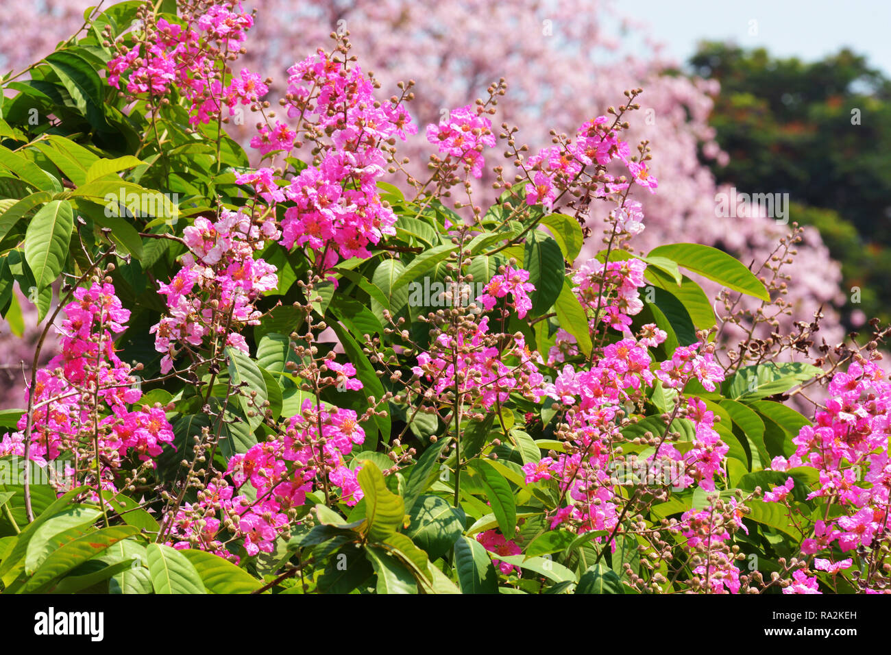 Pride of India tree, inthanin flower or Lagerstroemia flower in ...