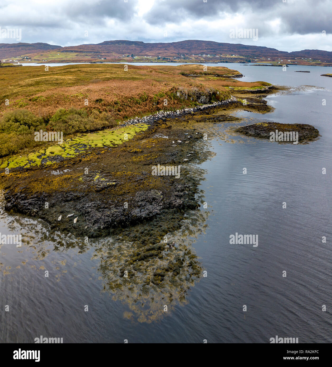 Aerial view of seal colony in Scotland - United Kingdom Stock Photo - Alamy