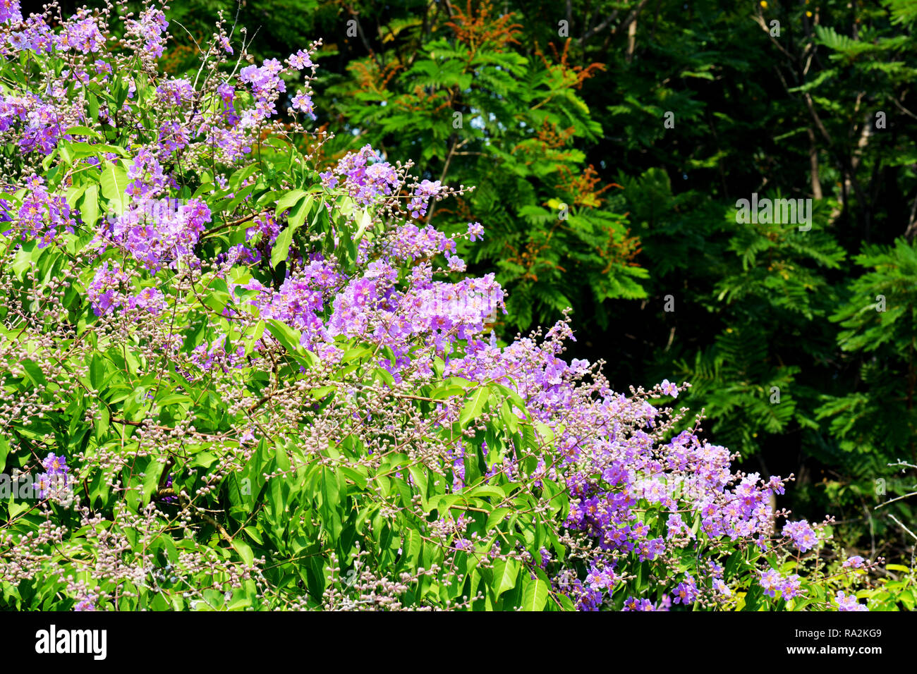 Pride of India tree, inthanin flower or Lagerstroemia flower in ...