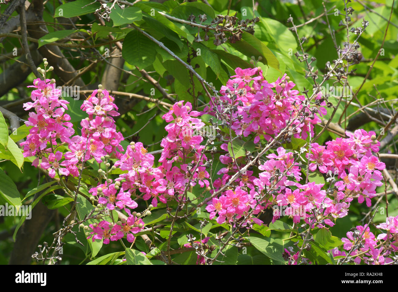 Pride of India tree, inthanin flower or Lagerstroemia flower in ...