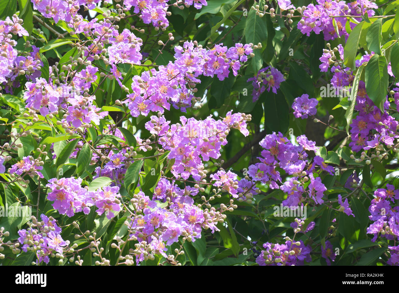Pride of India tree, inthanin flower or Lagerstroemia flower in ...