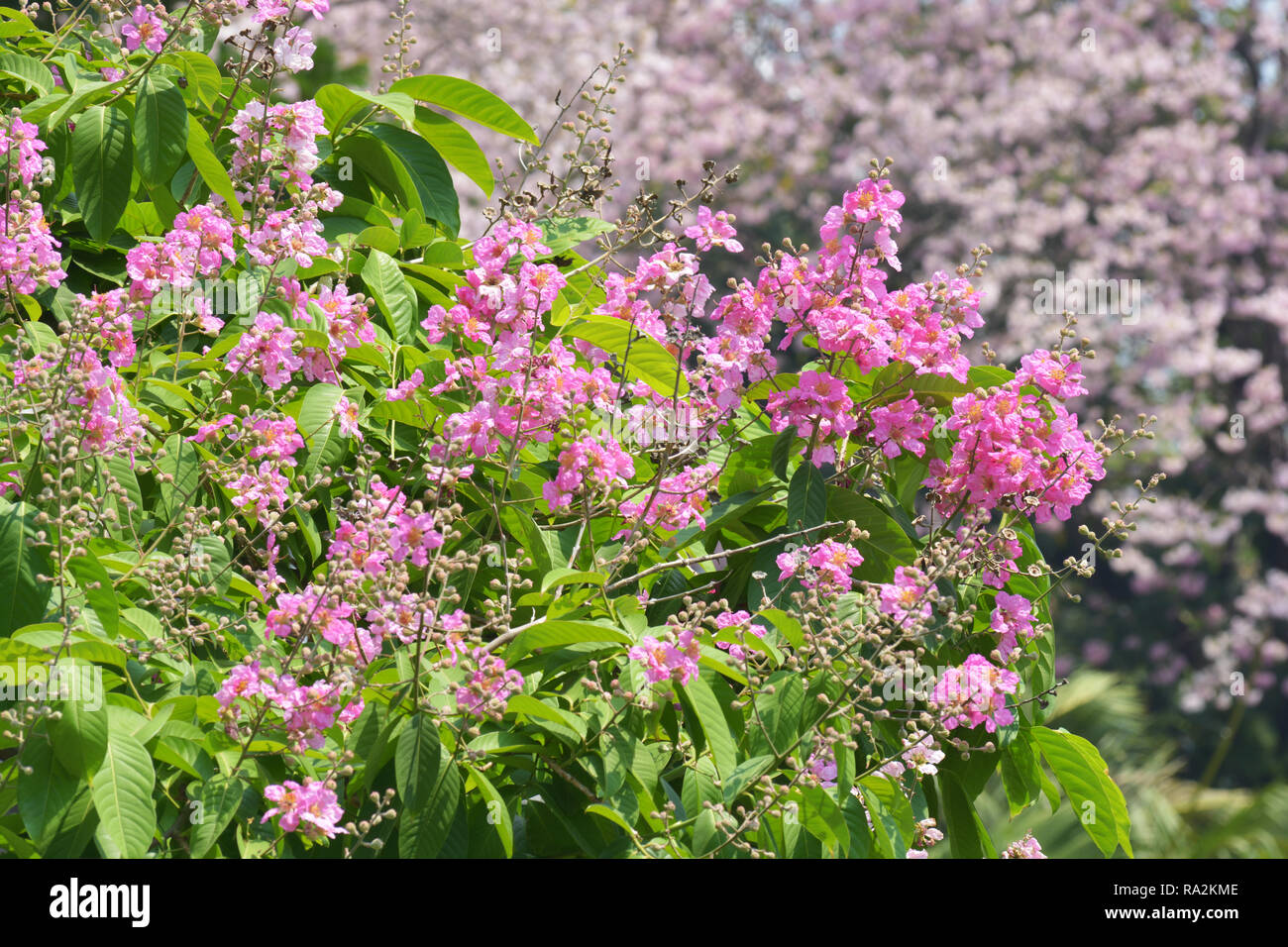 Pride of India tree, inthanin flower or Lagerstroemia flower in ...