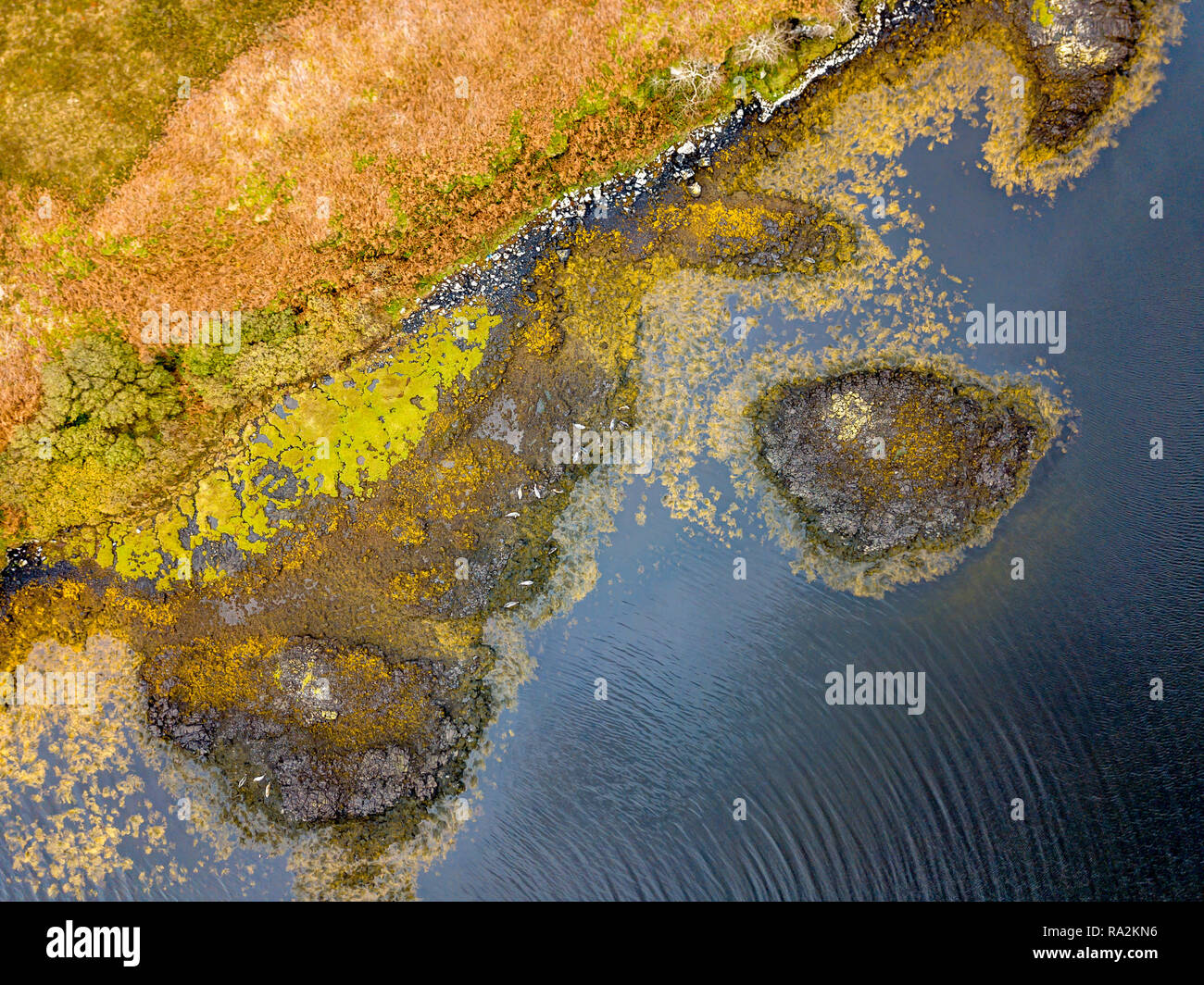 Aerial view of seal colony in Scotland - United Kingdom Stock Photo - Alamy