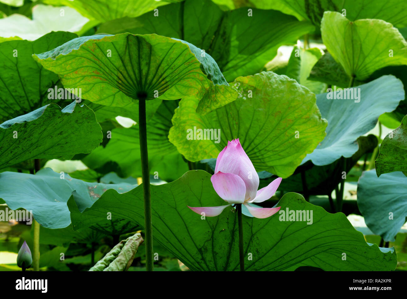 Lotus rare flower. Symbol of purity Stock Photo - Alamy