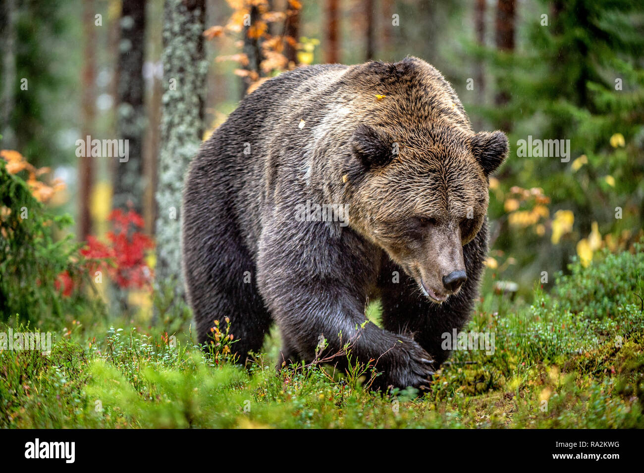 Brown bear in the autumn forest. Scientific name: Ursus arctos. Natural ...