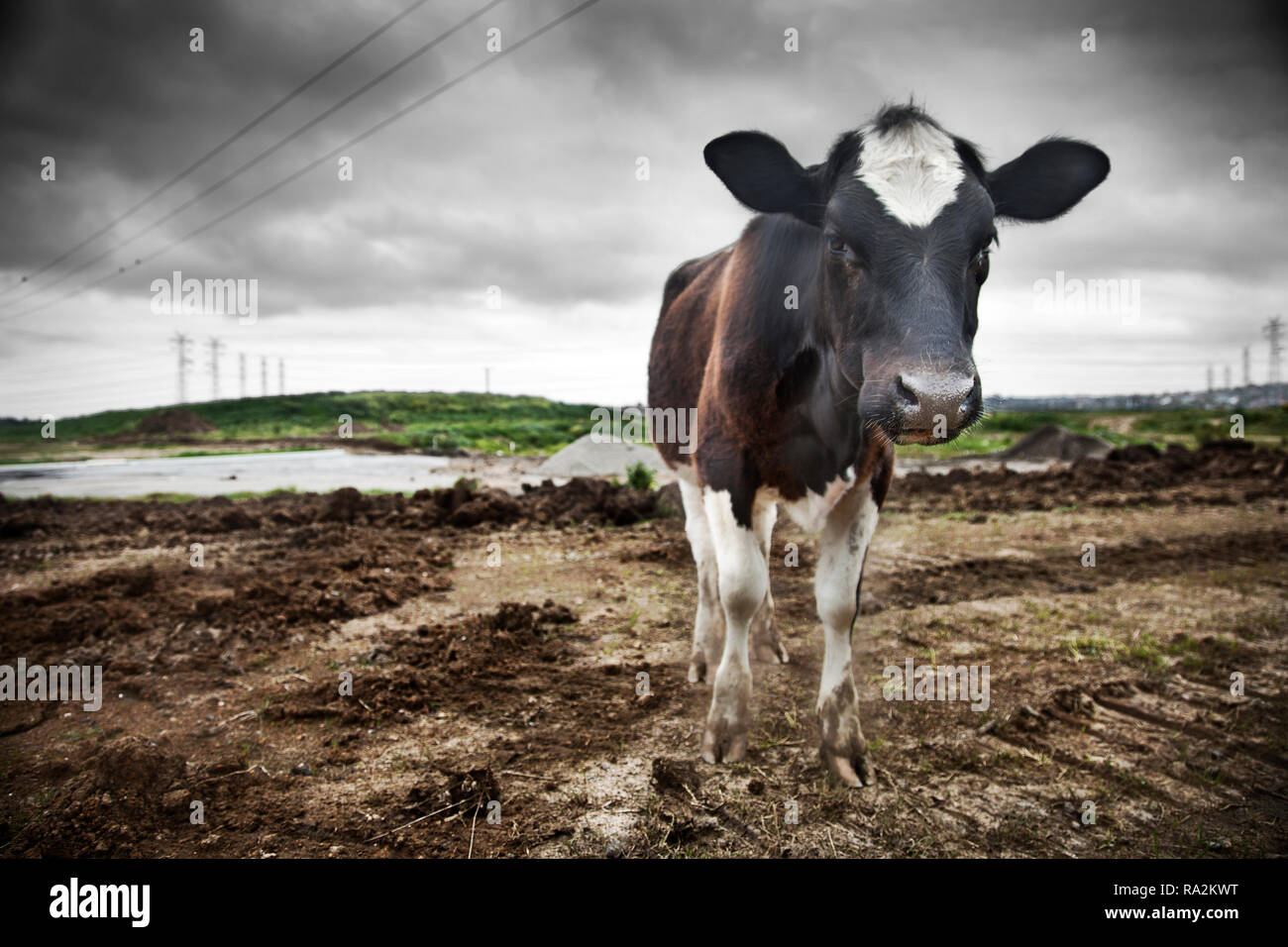 A cow gazing through the lens while standing on dirty muddy tracks in ...