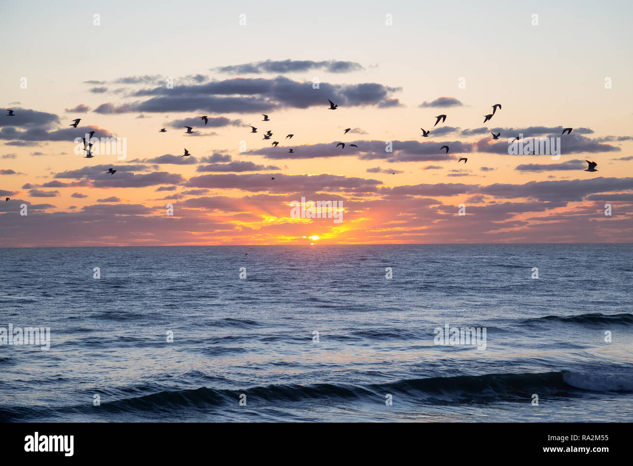 Flock of birds, Seagulls, flying by the ocean during a vibrant cloudy ...