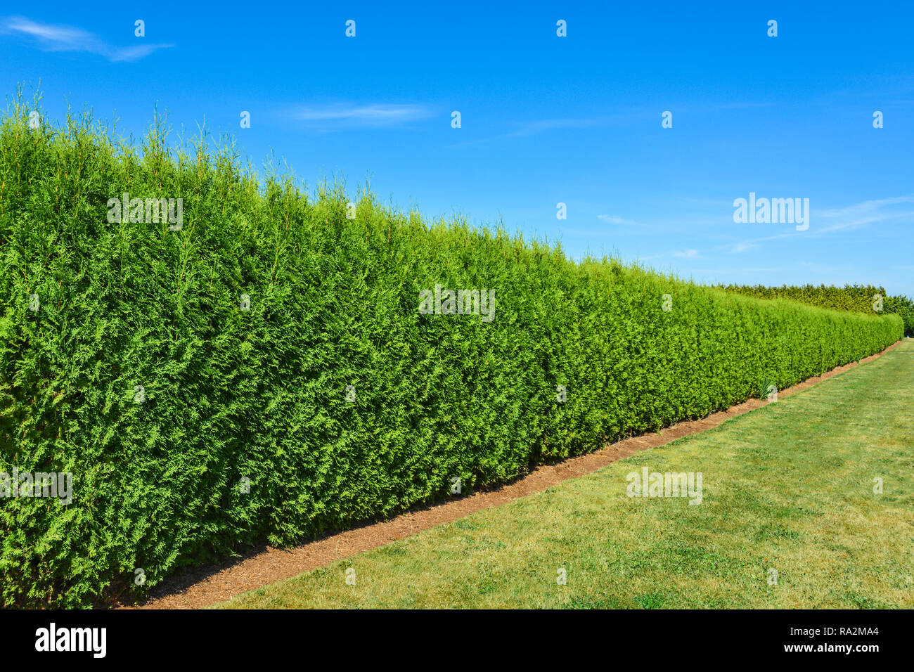 Long green hedge with a lawn and blue sky background Stock Photo - Alamy