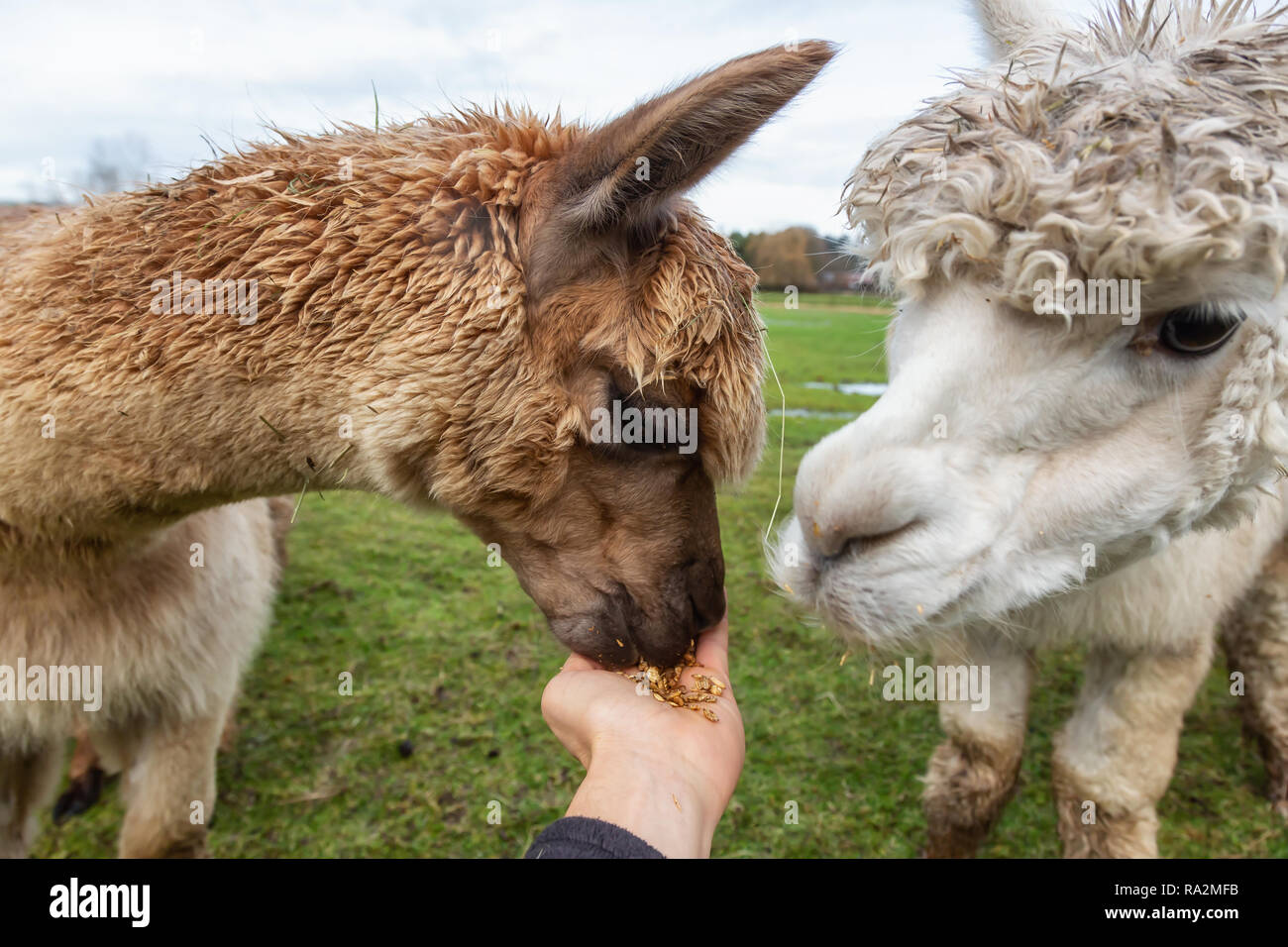 Hand Feeding an Alpaca in a farm during a cloudy day Stock Photo - Alamy