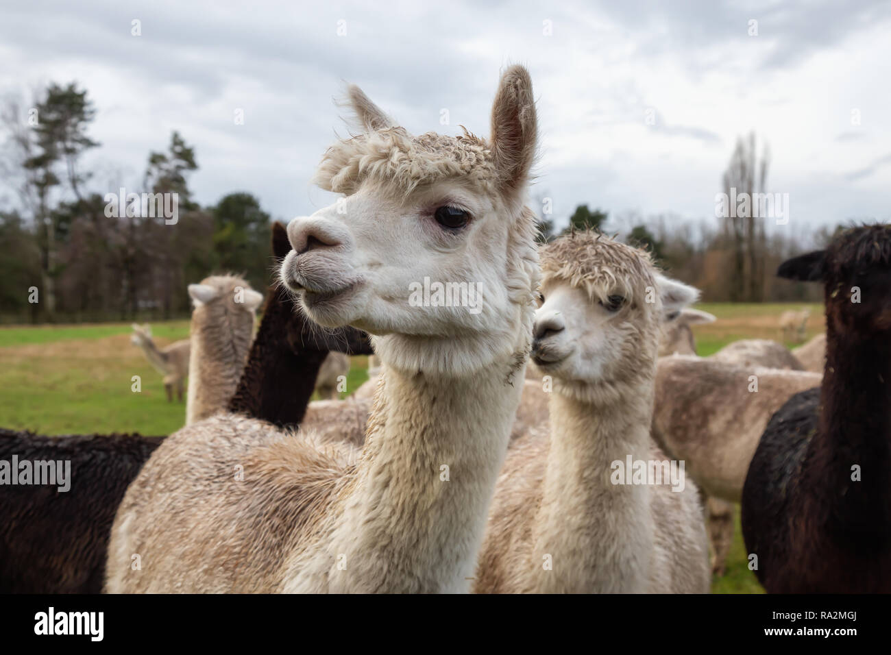 Alpaca in a farm during a cloudy day Stock Photo - Alamy