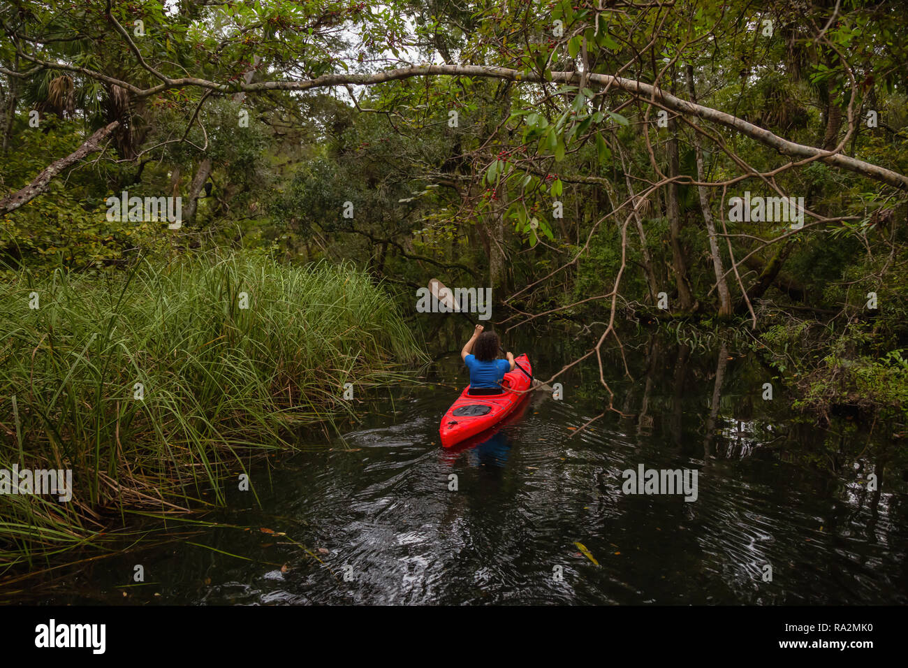 Adventurous girl kayaking on a river covered with trees. Taken in ...