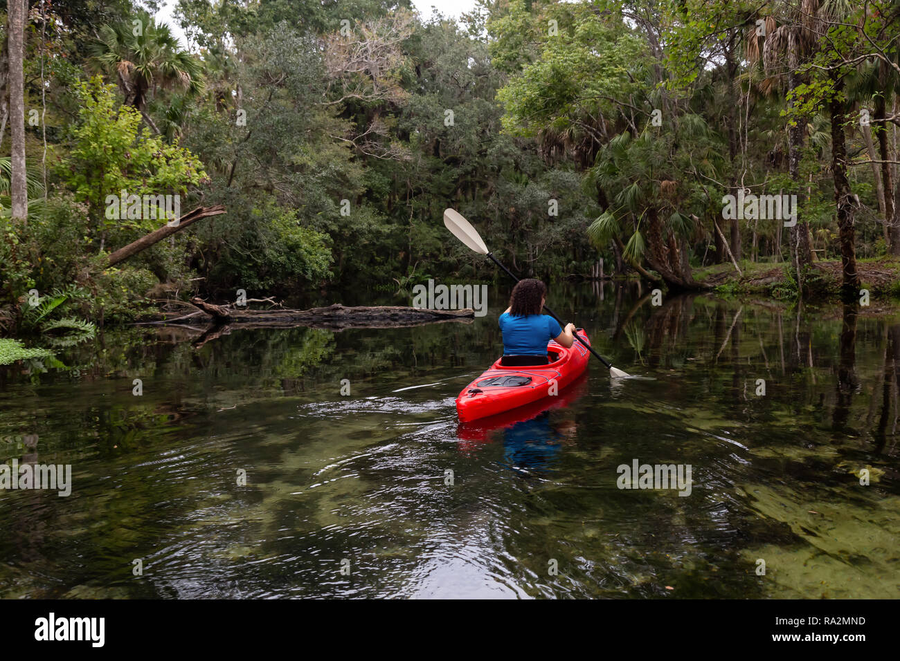 Adventurous girl kayaking on a river covered with trees. Taken in ...