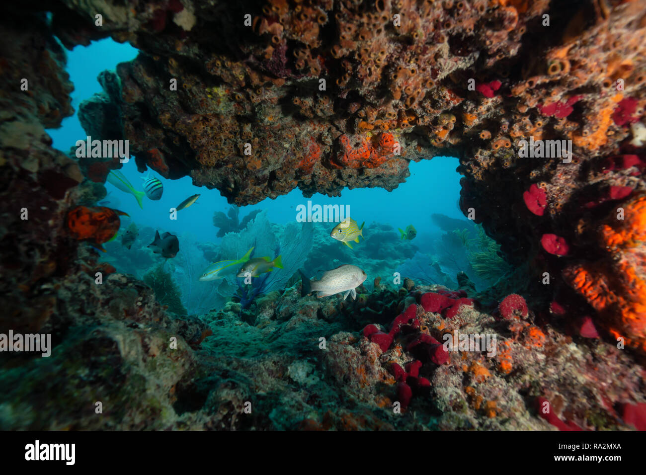 Beautiful coral reef in the Atlantic Ocean. Located near Key West ...