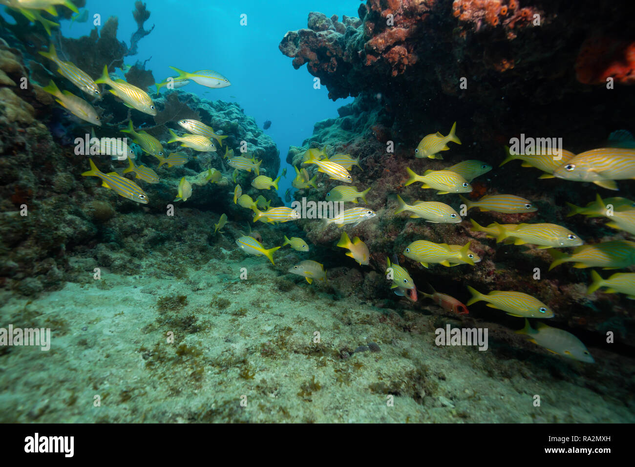 A group of small yellow fish, Bigeye Yellow Snapper, swimming in the ...
