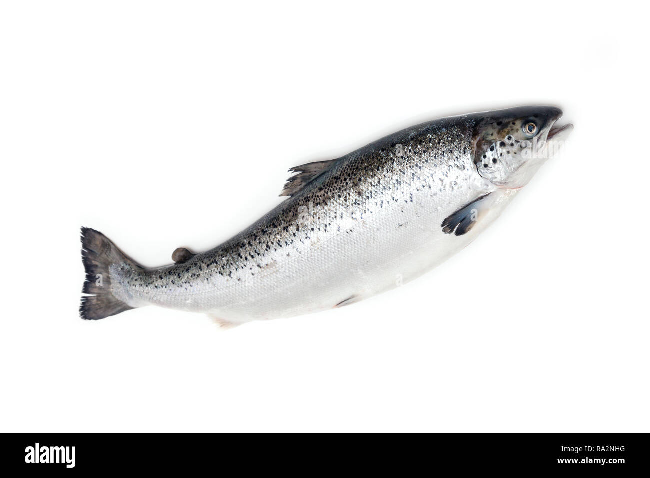 Atlantic salmon fish isolated on a white studio background Stock Photo ...