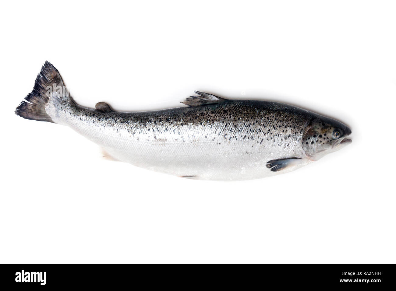Atlantic salmon fish isolated on a white studio background Stock Photo ...