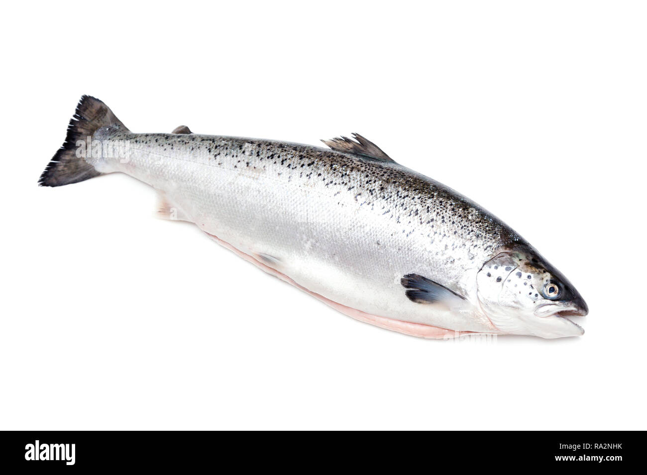 Atlantic salmon fish isolated on a white studio background Stock Photo ...