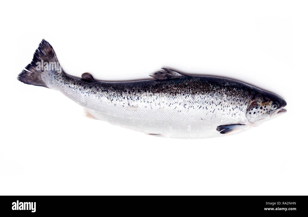 Atlantic salmon fish isolated on a white studio background Stock Photo ...