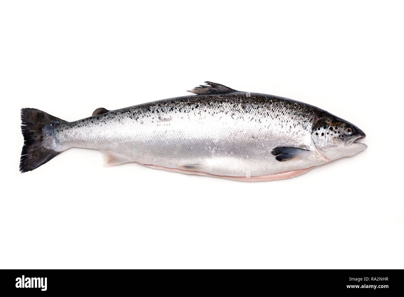 Atlantic salmon fish isolated on a white studio background Stock Photo ...