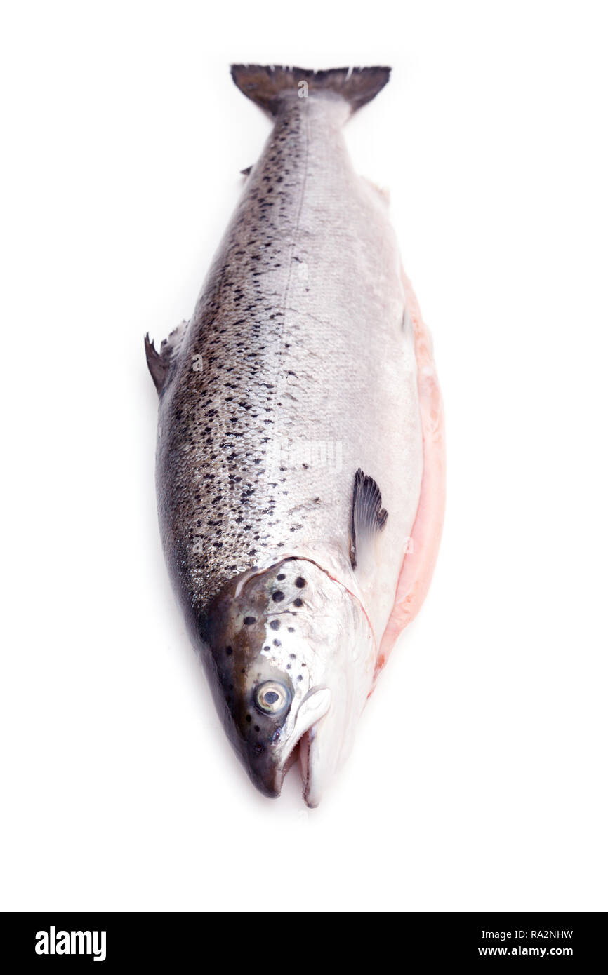 Atlantic salmon fish isolated on a white studio background Stock Photo ...