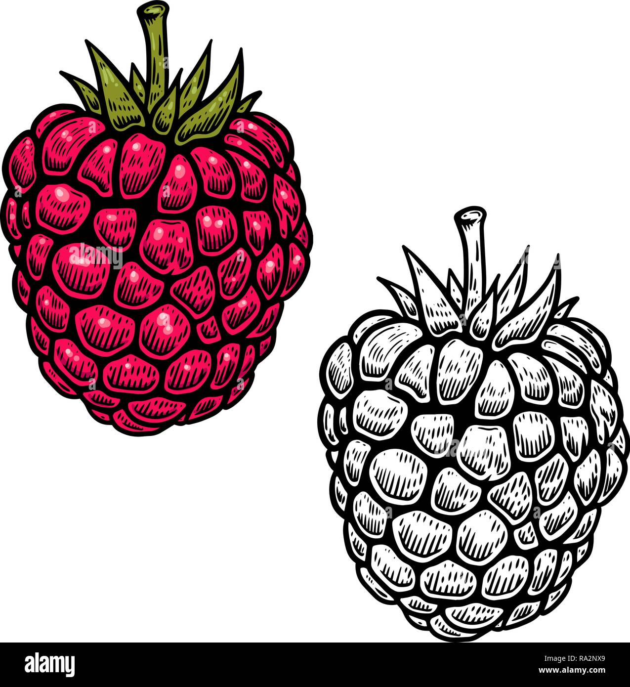 Raspberry Illustration