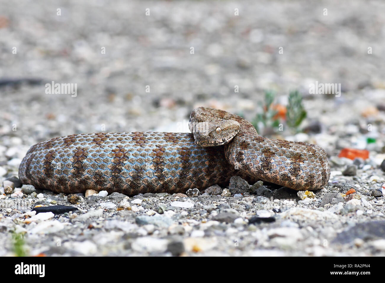 aggressive Macrovipera lebetina schweizeri, the rare Milos blunt nosed ...