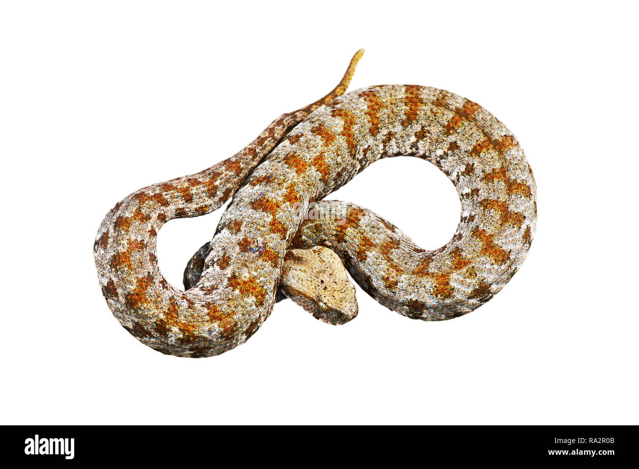 isolated blunt nosed adder, the rarest european snake from Milos island ...