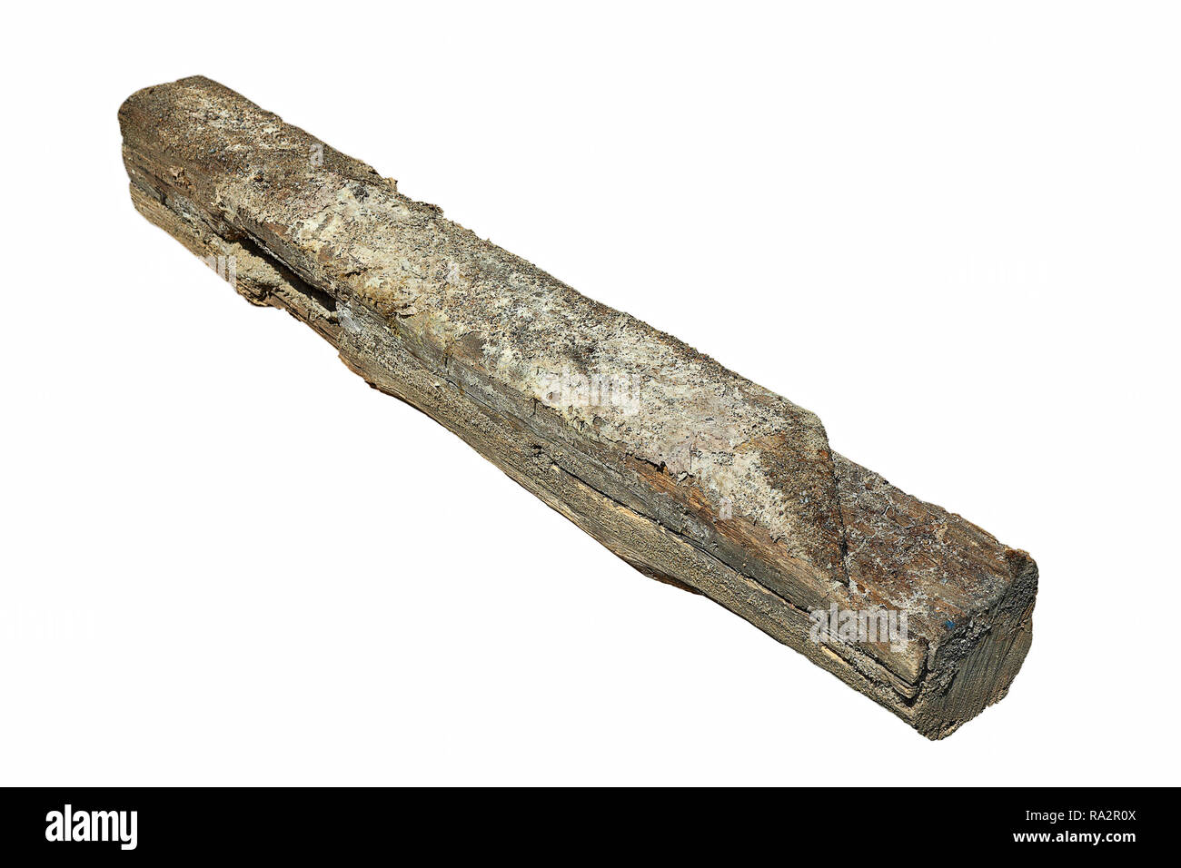 Merulius lacrymans hi-res stock photography and images - Alamy