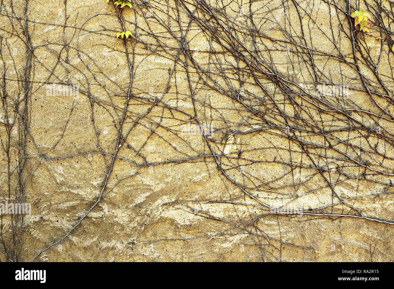 ivy roots on plaster wall, textural image for your design Stock Photo ...