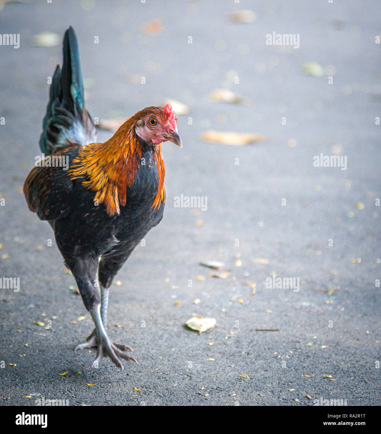 Rooster running across the road Stock Photo - Alamy