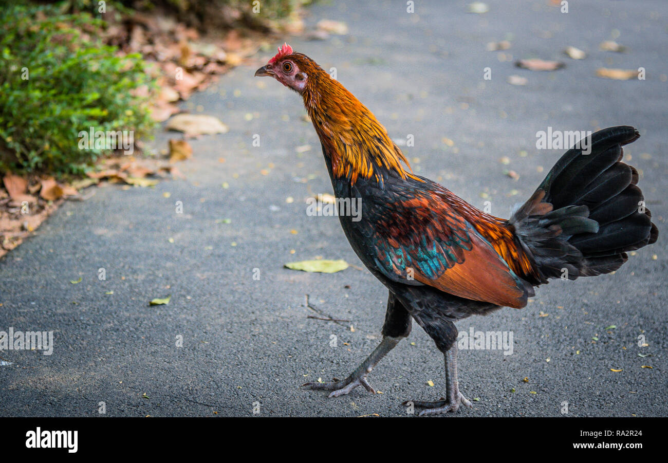 Rooster running across the road Stock Photo - Alamy