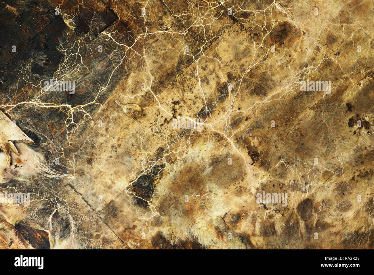 mycelium and hyphae of dry rot fungus growing on wooden parquet floor ...
