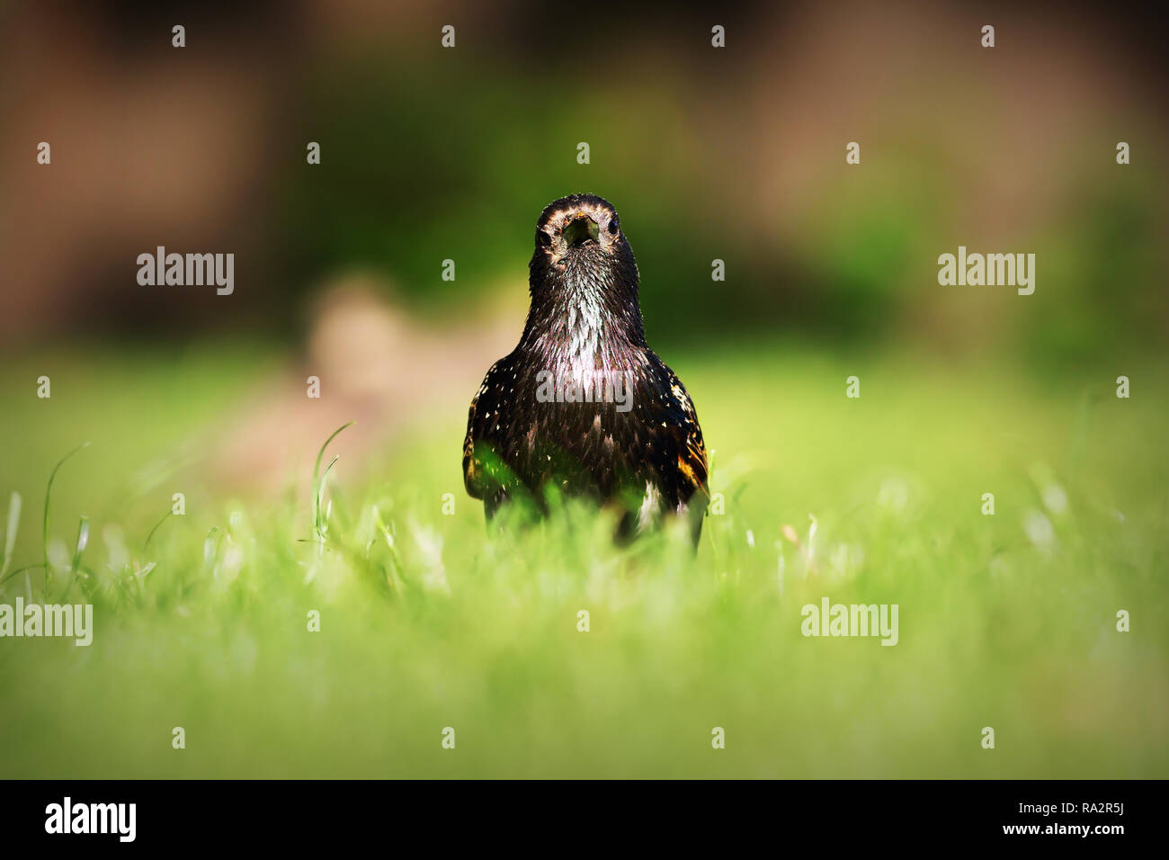 Sturnus vulgaris looking at the camera, the common grey starling Stock ...