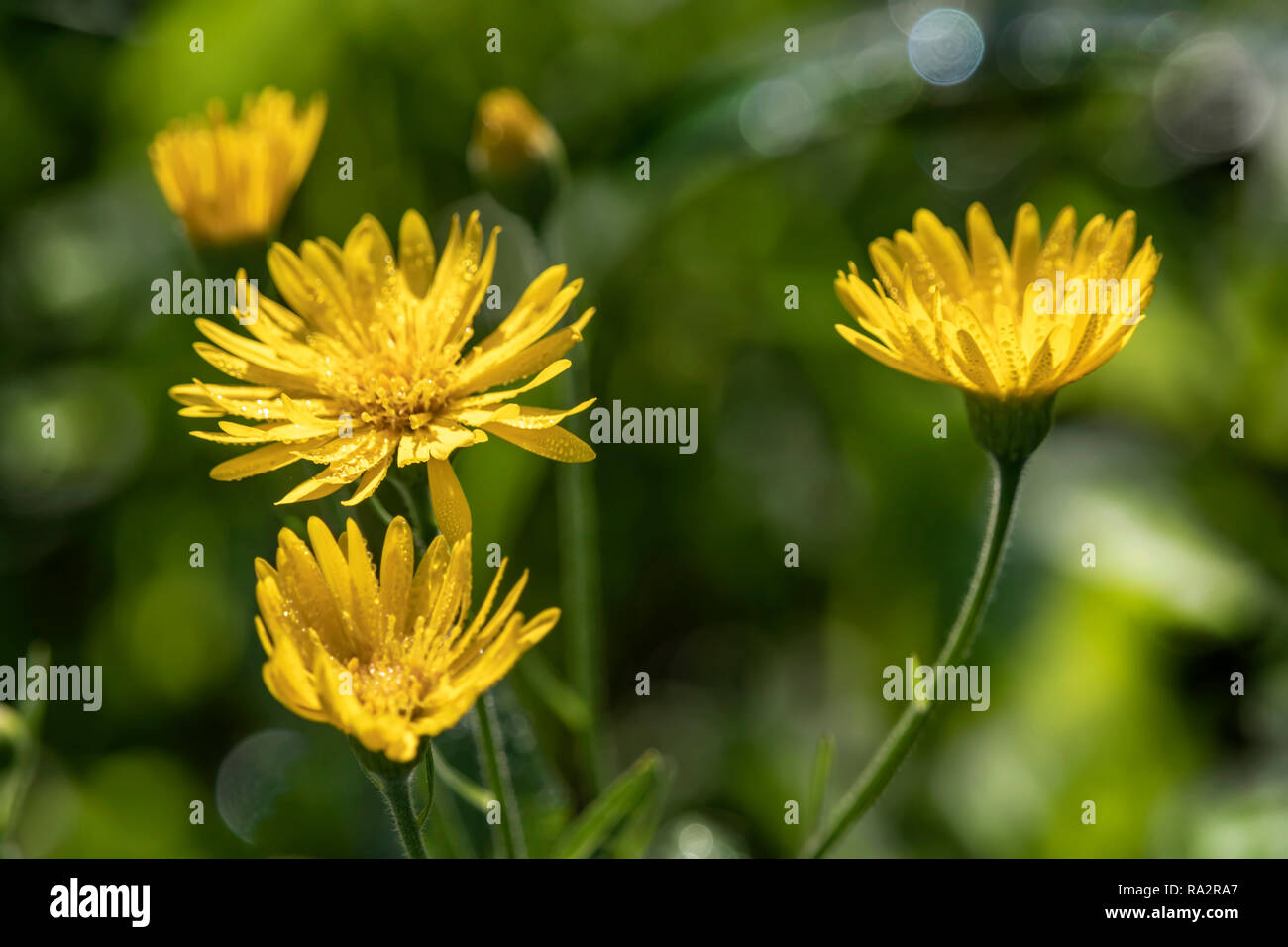 Yellow flowers in the dew on a blurred green background close-up Stock ...