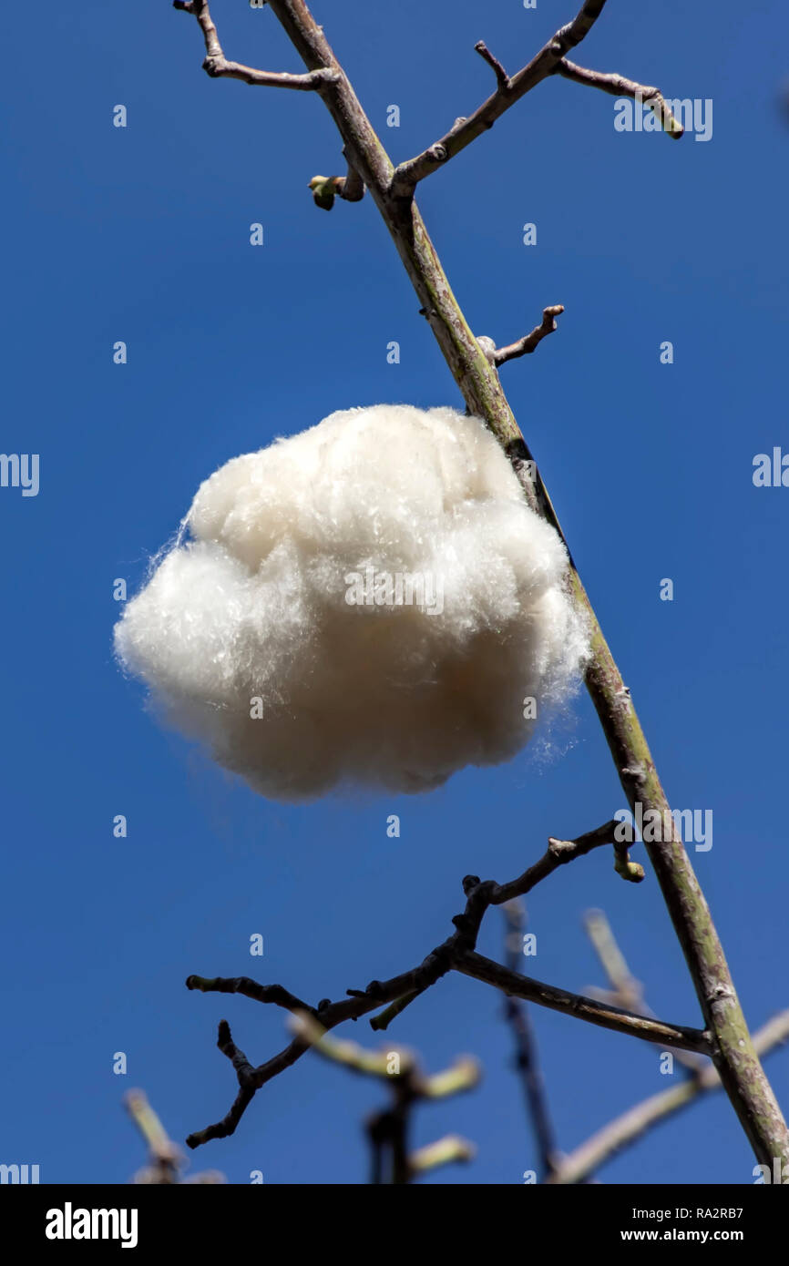 Cotton tree seeds close up against blue sky background Stock Photo - Alamy