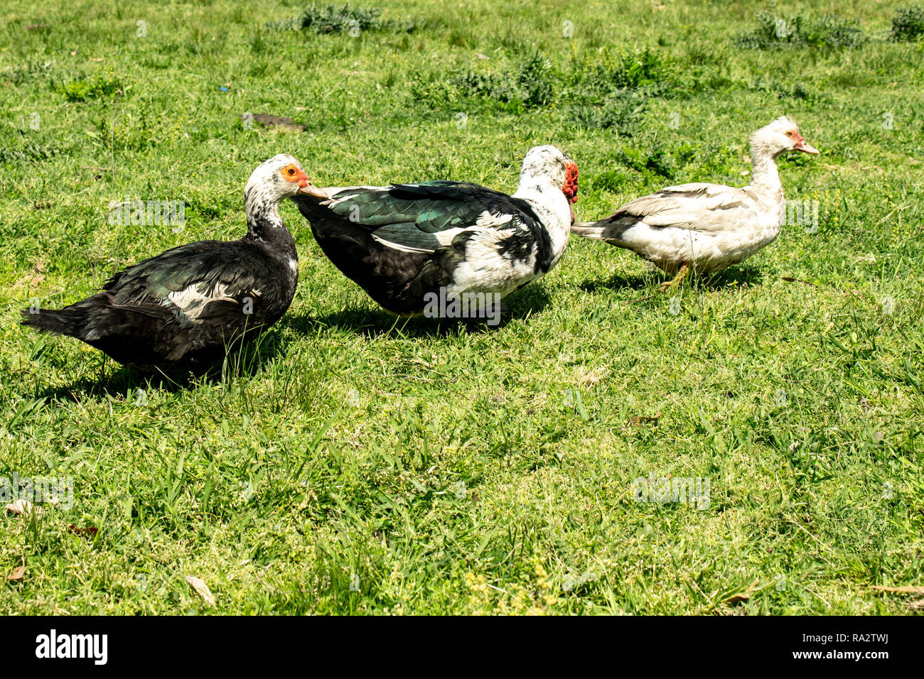 Domestic duck ducklings meadow hi-res stock photography and images - Alamy