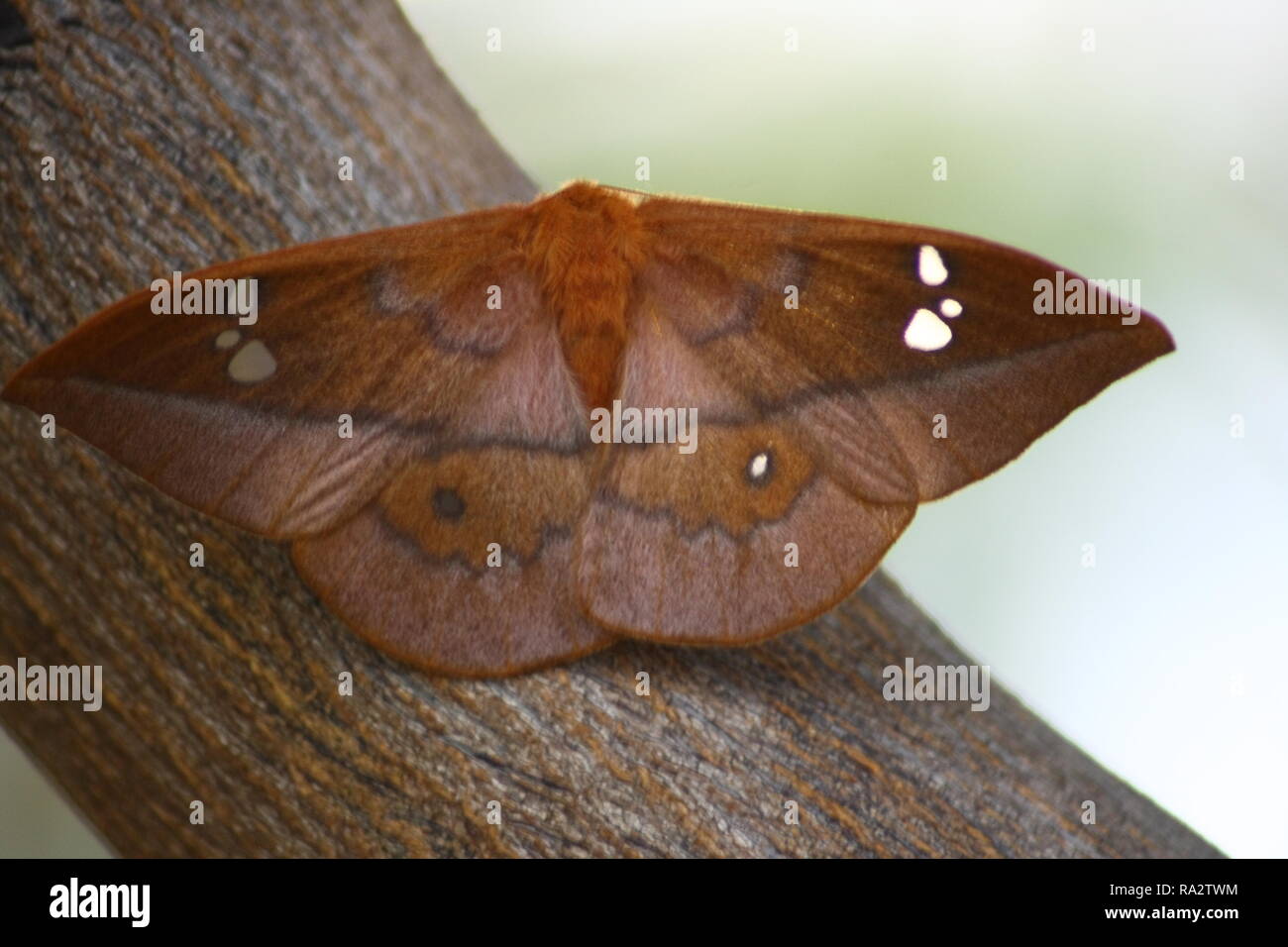 A very nice colorful butterfly Stock Photo - Alamy