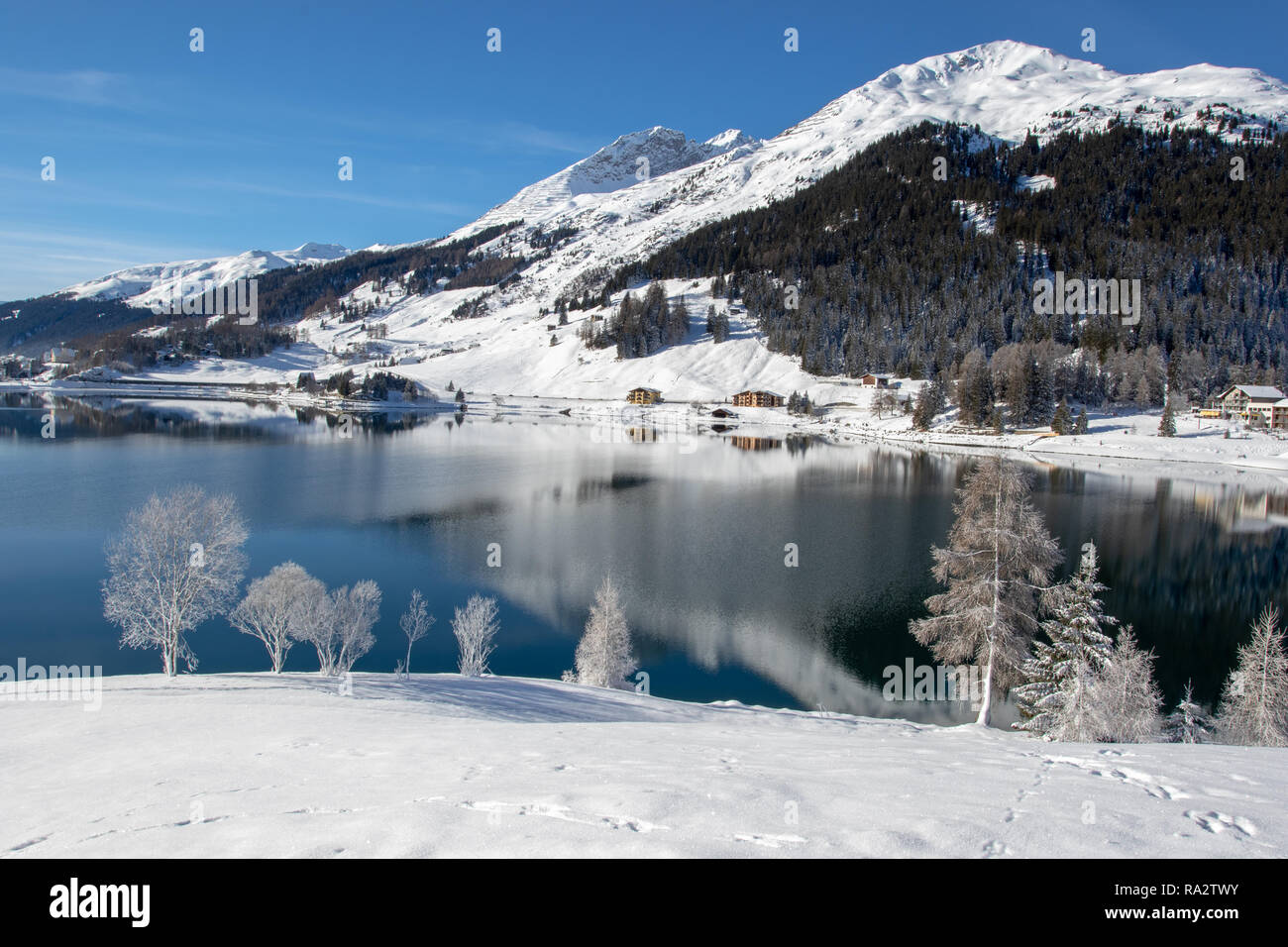 Frozen trees on the shore of Lake Davos, Switzerland Stock Photo - Alamy
