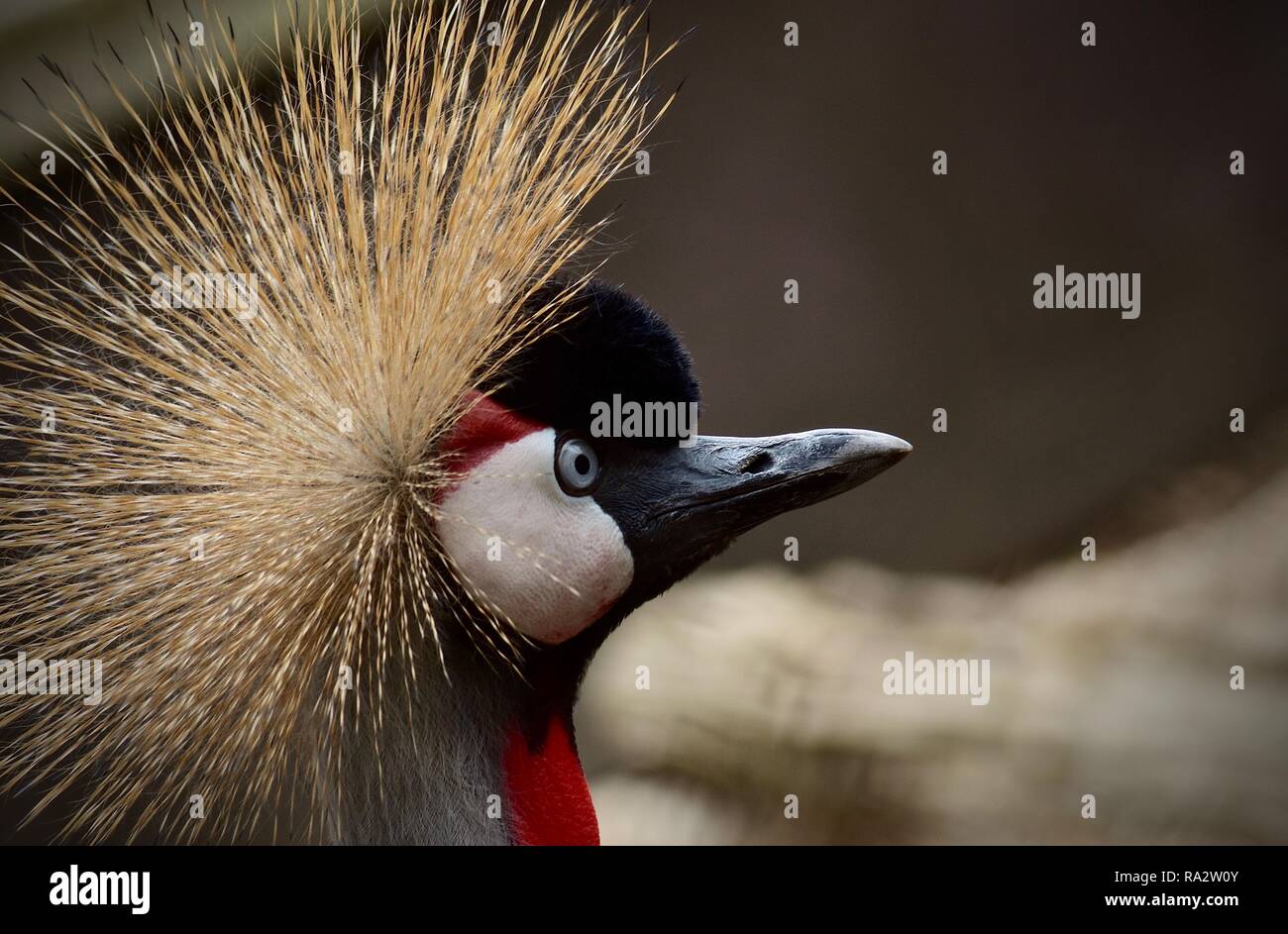 Emu eggs hi-res stock photography and images - Alamy